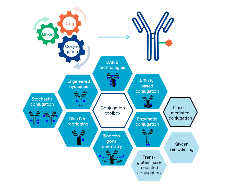 Bioconjugation Services, Bioconjugate Techniques & Methods Chemistry ...