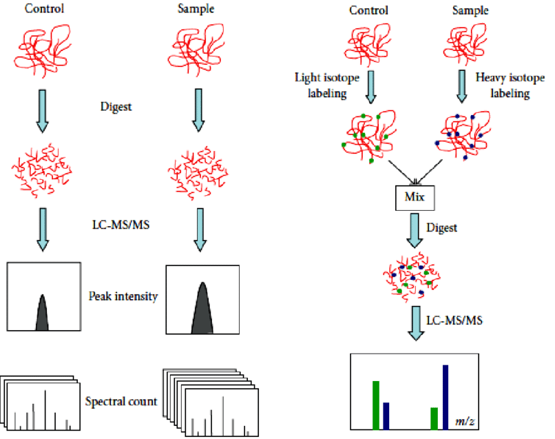 Label Free Protein Quantification and Identification | AxisPharm