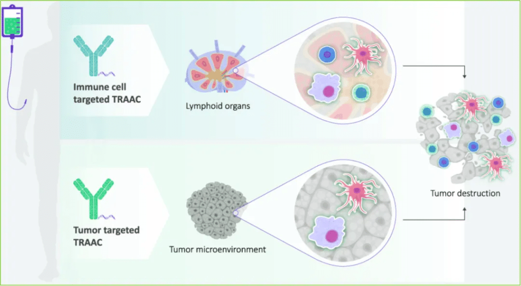 Secondary Evolution of ADC Drugs | AxisPharm