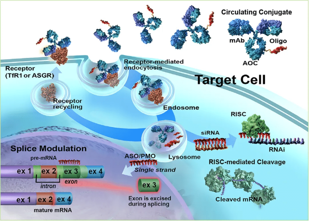Secondary Evolution of ADC Drugs | AxisPharm