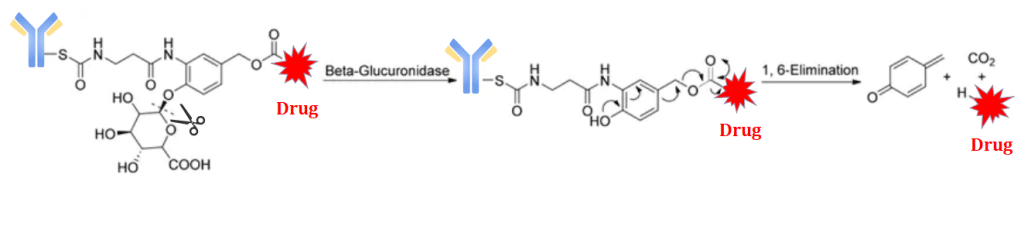 An Introduction to Linkers in Antibody-Drug Conjugates (ADCs) | AxisPharm
