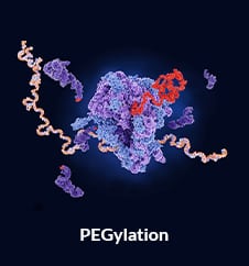 Polyethylene Glycol (PEG) Linker, PEG Reagent, PEG Supplier | AxisPharm